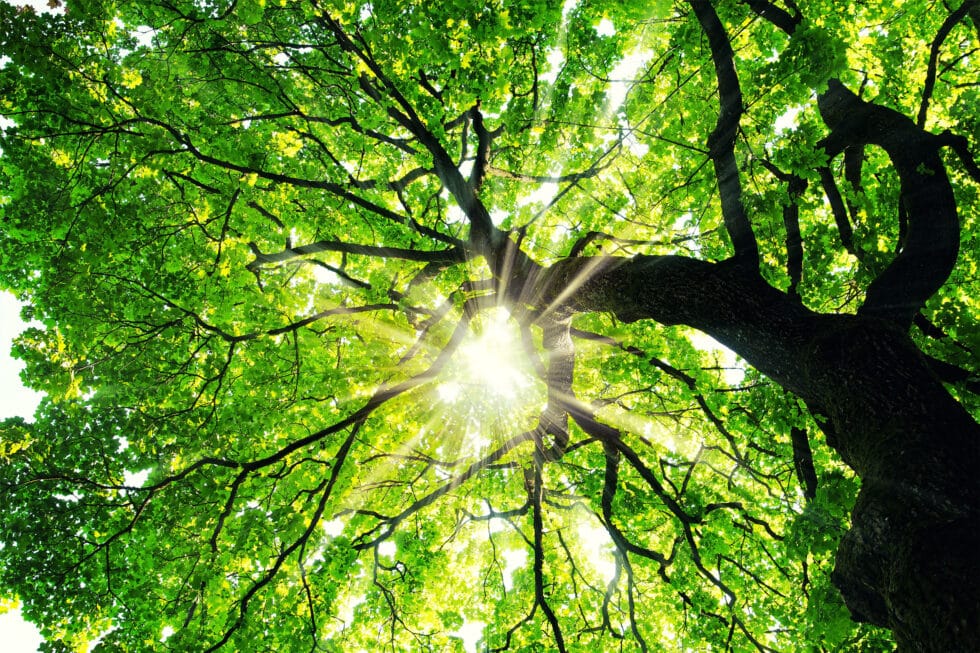 Consultation on BS 5837: Trees in Relation to Design, Demolition, and ...
