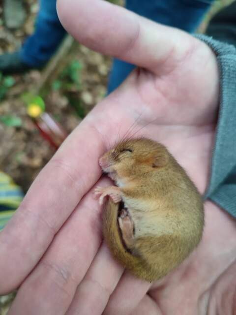 Hazel Dormice in Leigh Woods | The Landmark Practice