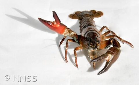 Invasive Species Series: Signal Crayfish | The Landmark Practice